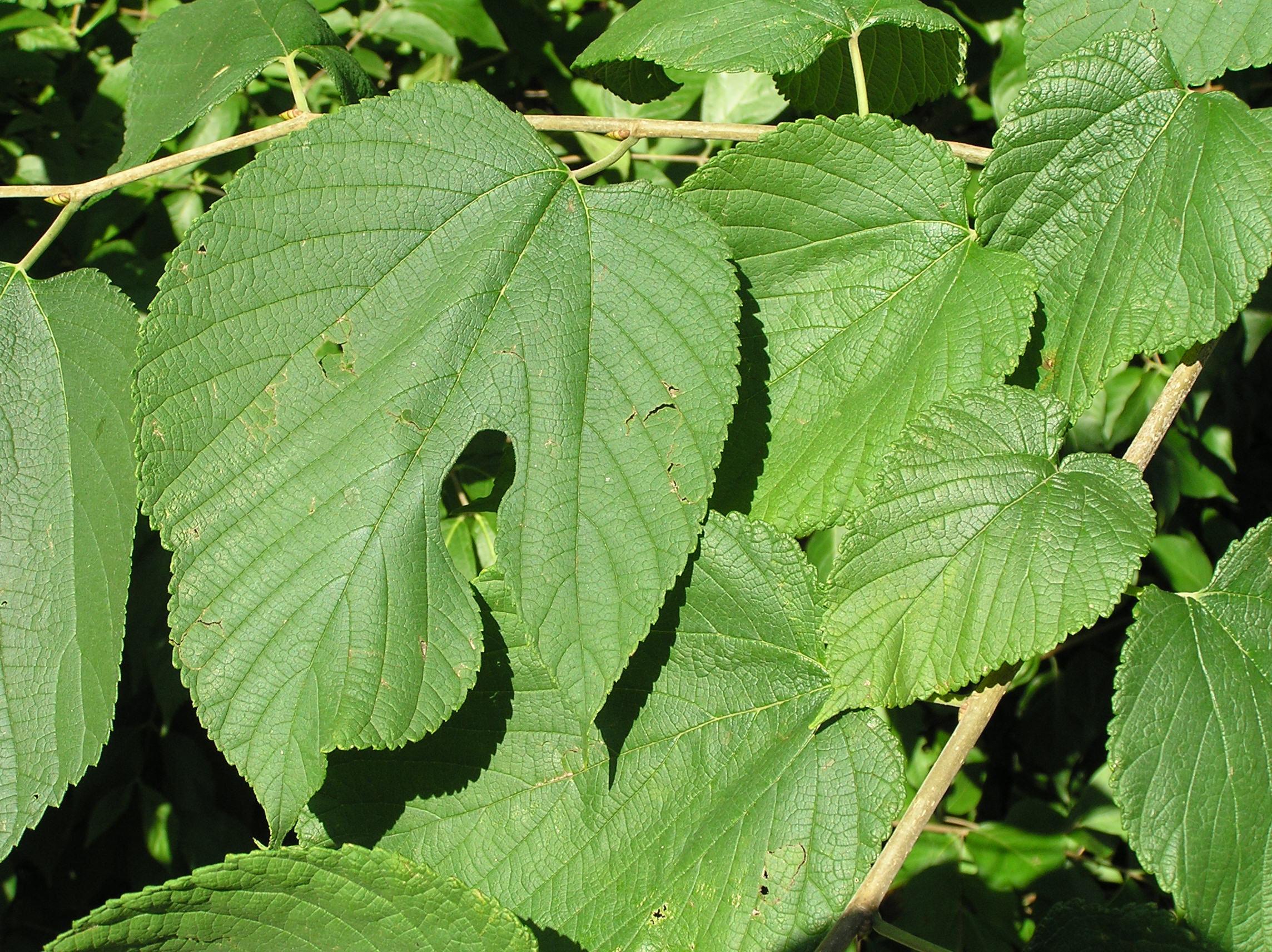 Native Trees Of Indiana River Walk